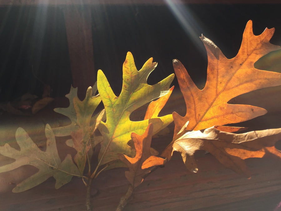 Feeling Refreshed! – The Wild Wander