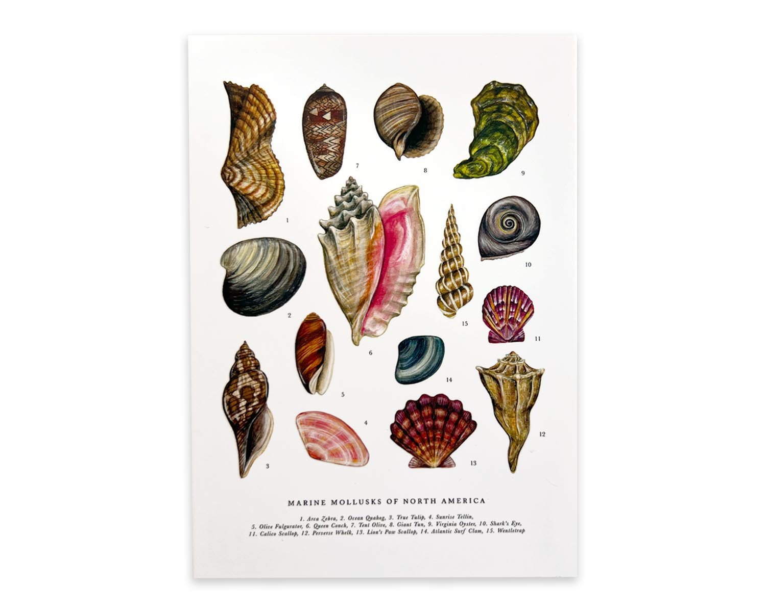 Seashells of North America Postcard – The Wild Wander